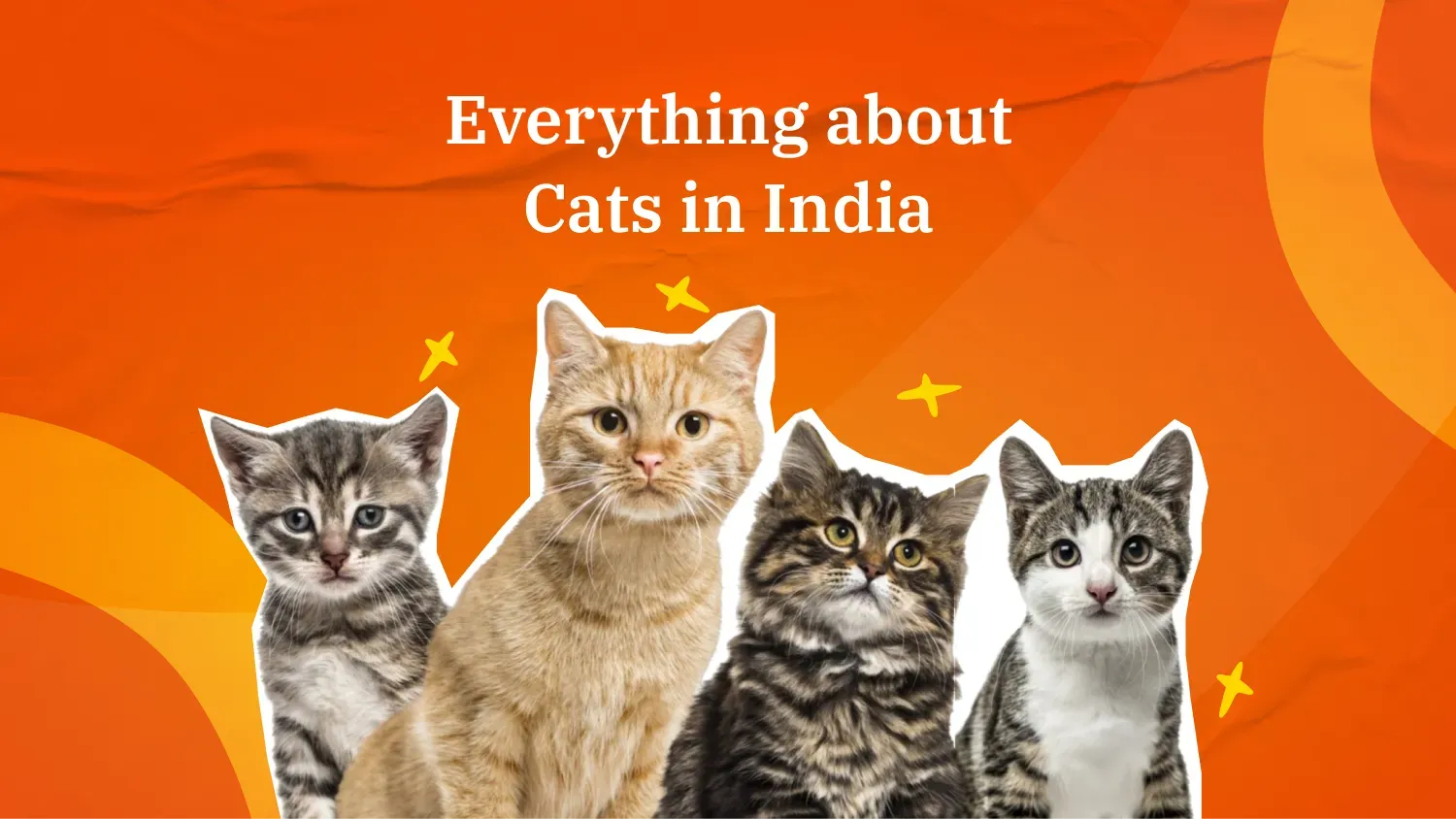 Welcome to the Wonderful World of Cats! | Happy Pet